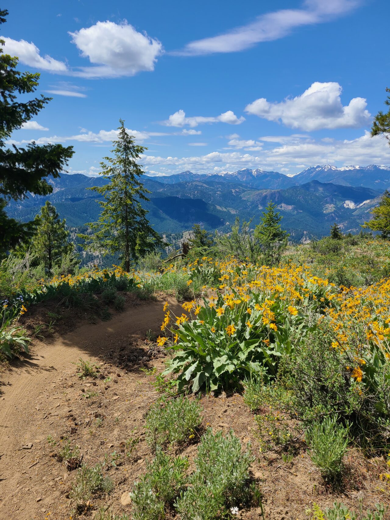Evergreen Trail Runs - Trail Running in Washington State